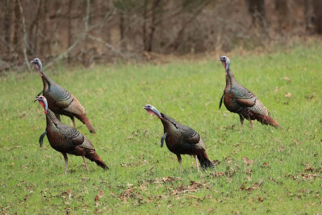 Understanding Wild Turkey Movements Throughout the Year | Prentiss ...
