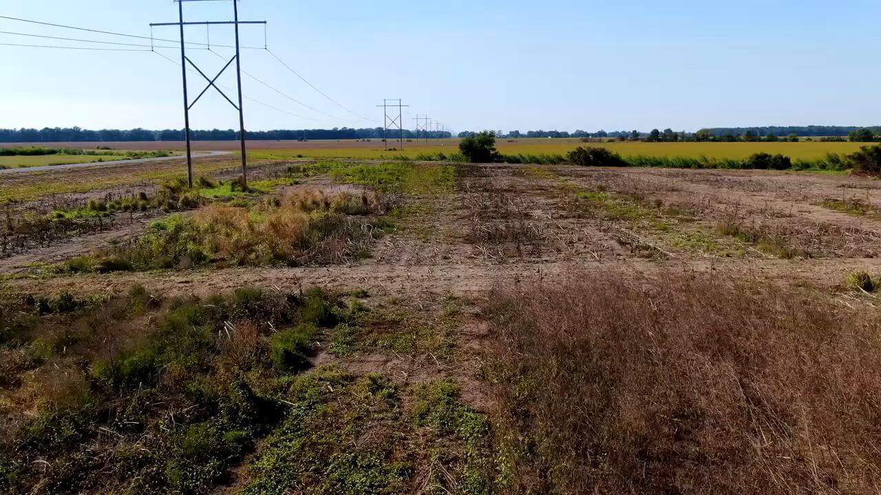Dove field planting season fast approaching, experts advise planning ...