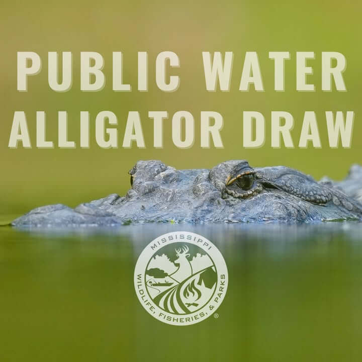 Mississippi opens alligator season draw application in June | Prentiss ...