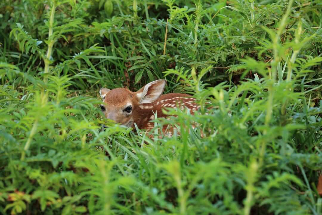 Mississippi wildlife officials urge public to leave young animals alone ...